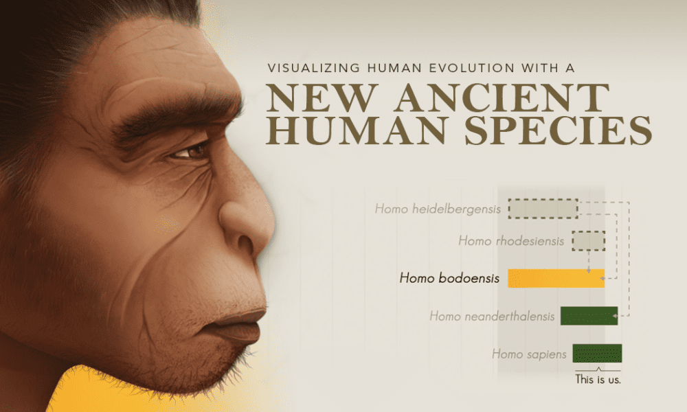 Timeline Of Hominin Evolution Human Evolution Evolution