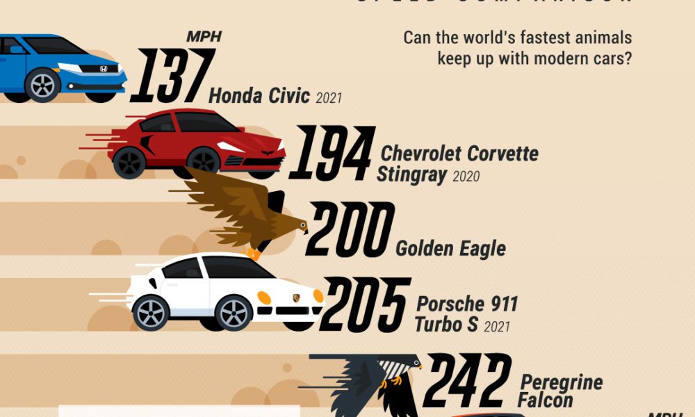 Visualizing 40 Different Animal Sleep Patterns