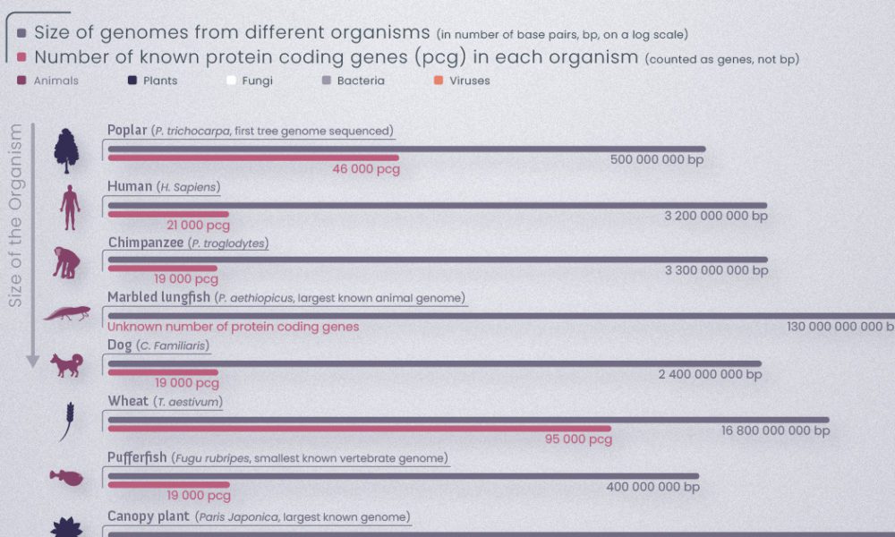 Explainer: The Basics of DNA and Genetic Systems
