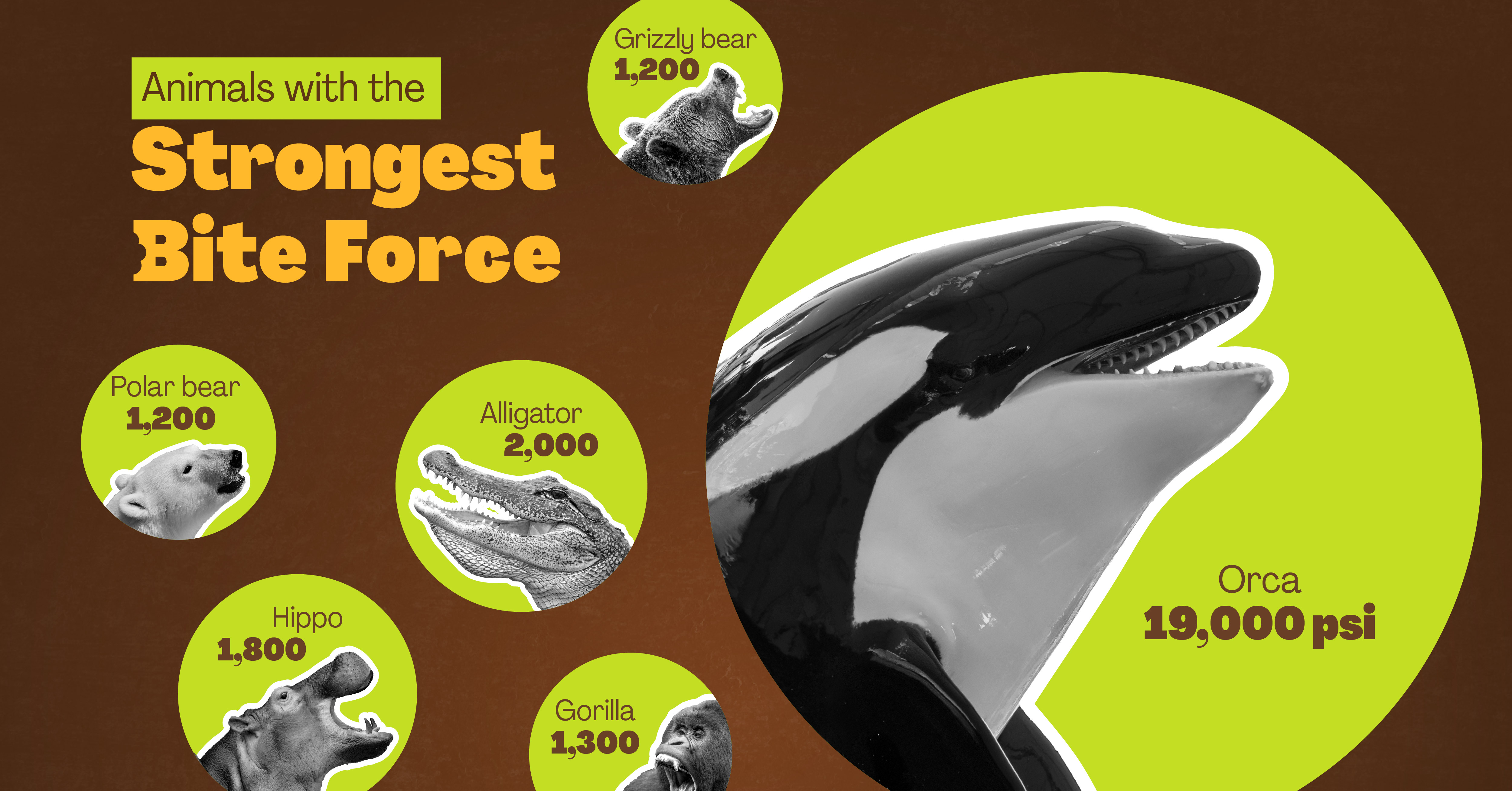 Strongest Bite Force Ever