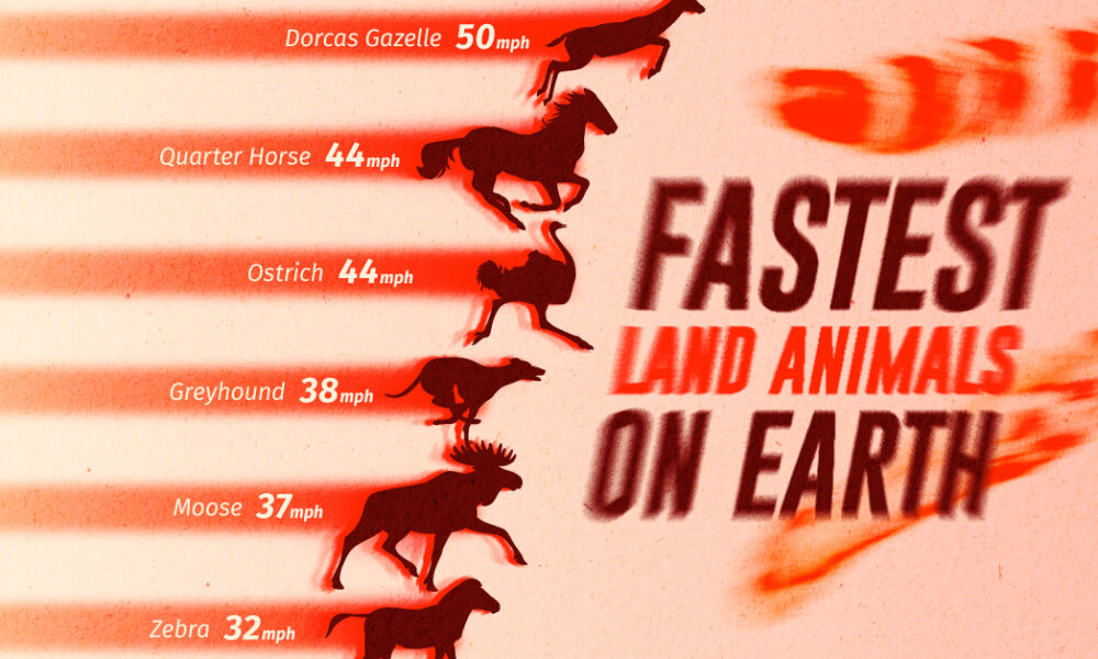Ranked: The Fastest Land Animals on the Planet