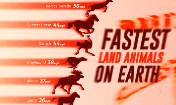 Visualizing Animals With the Strongest Bite Force