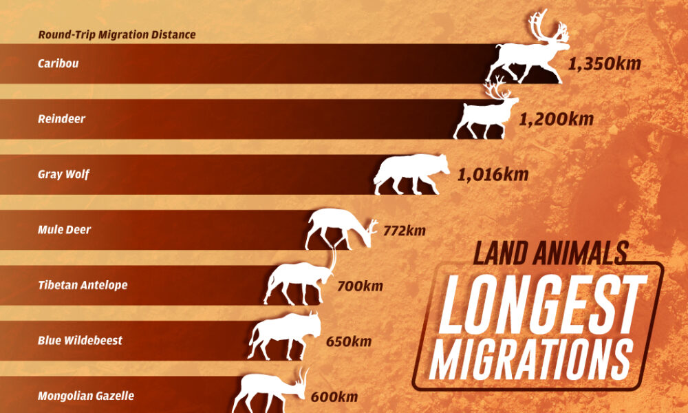 Charted: The Longest-Living Animals on Earth