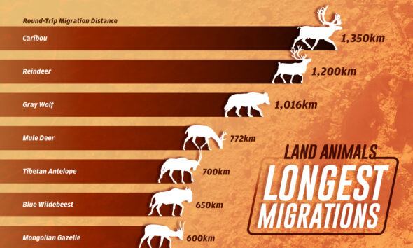 Visualized: The Resting Heart Rates of 15 Different Animals