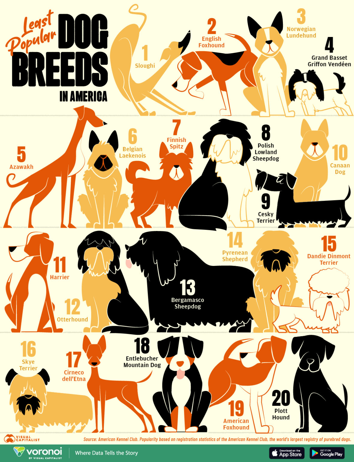 Ranked: 20 Least Popular Dog Breeds in the U.S.