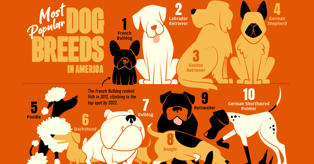 Ranked: The 20 Most Popular Dog Breeds in America