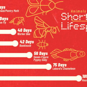Visualizing the Average Lifespans of Mammals