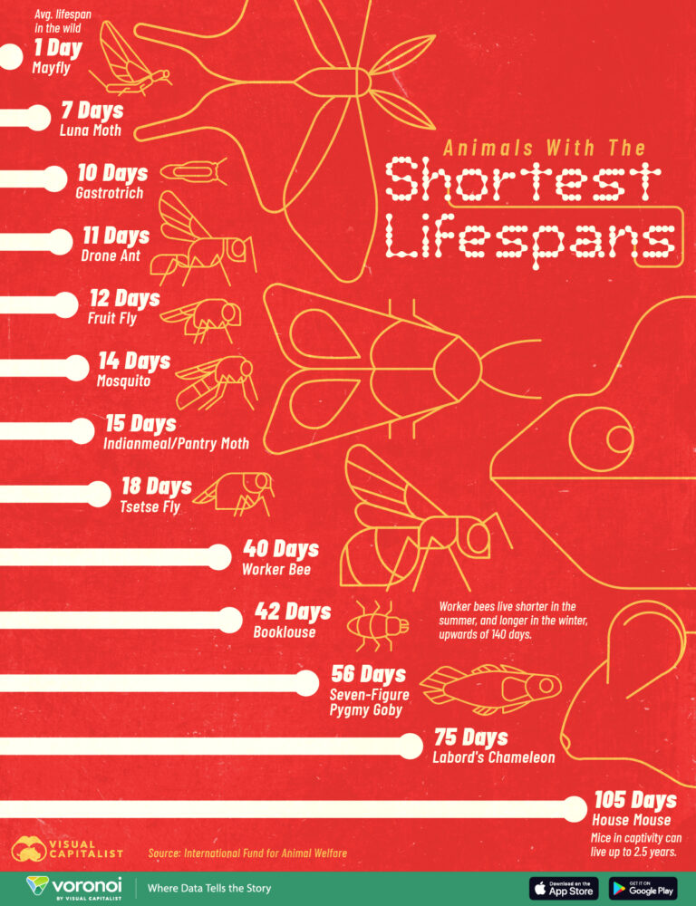 Charted: Which Animals Have the Shortest Lifespans?